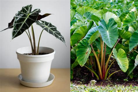 Elephant Ear Plant Care Tips Varieties And Growing Guide Rare Leaf