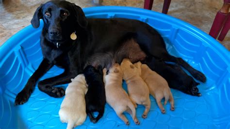 Mama Dog And Pups Get Their Day In The Sun Best Friends Animal Society
