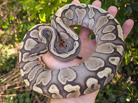 Hypo Ghi Ball Python Female 342g