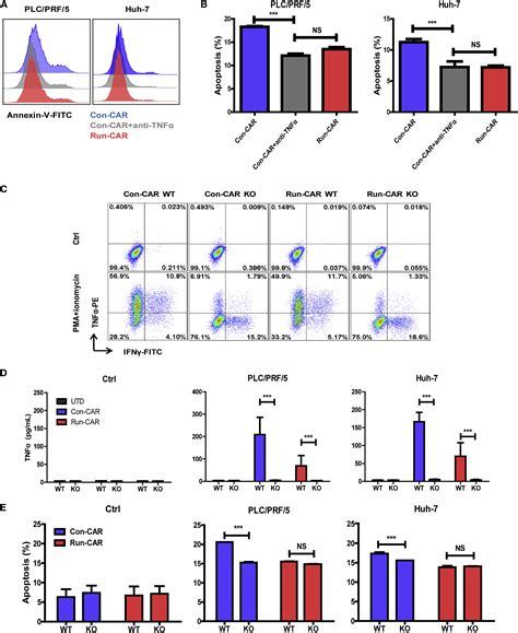 enforced expression of runx3 improved car t cell potency in solid tumor