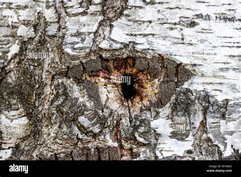 Eye In Bark Tree Trunk Background Stock Photo Alamy