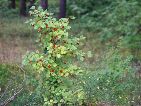 What Is An Alpine Currant Learn How To Grow Alpine Currants