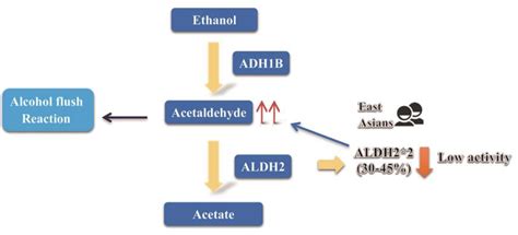 Aldh2 Creative Enzymes