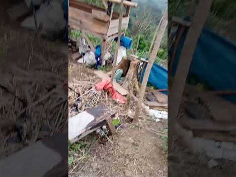 proses penanaman Nilam - YouTube