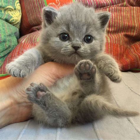 בריטי קצר שיער למסירה בשדה אליעזר מודעה 93457 חתולים לוח חיות מחמד הומלס