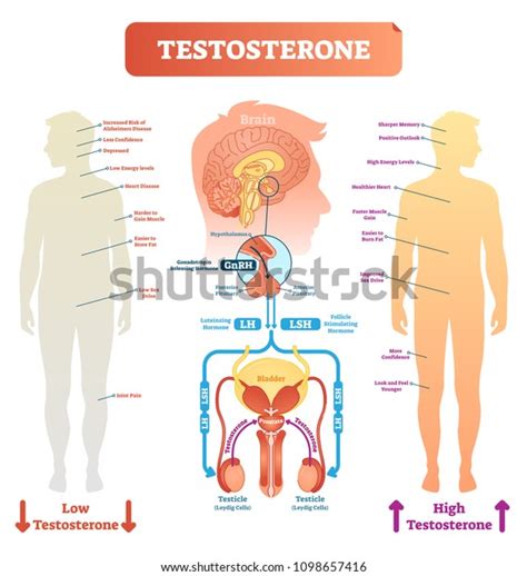 Sex Glands Royalty Free Images Stock Photos Pictures Shutterstock
