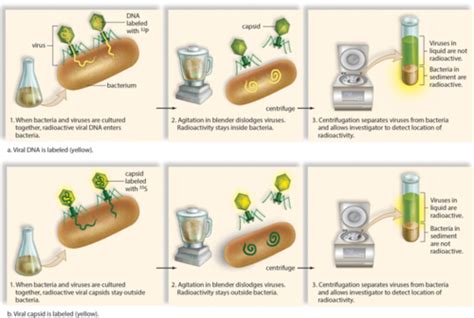 Dna Replication Cell Cycle Mitosis Flashcards Quizlet