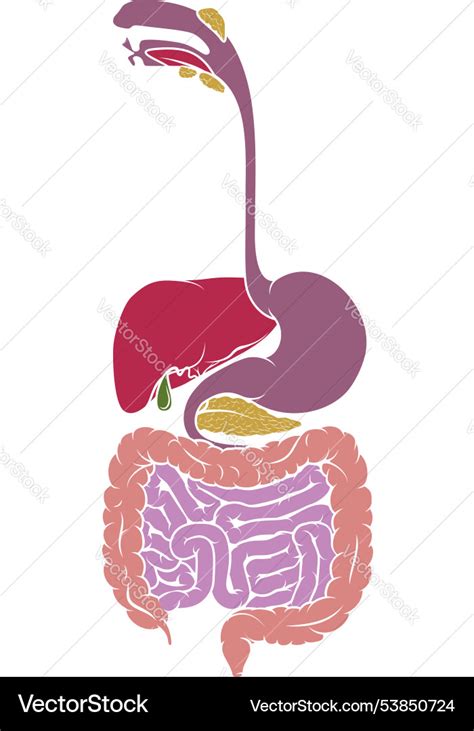 Gastrointestinal Digestive Tract Anatomy Diagram