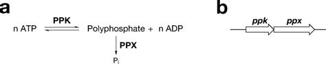 Polyphosphate Biosynthesis A E Coli Polyphosphate Kinase Ppk And Download Scientific