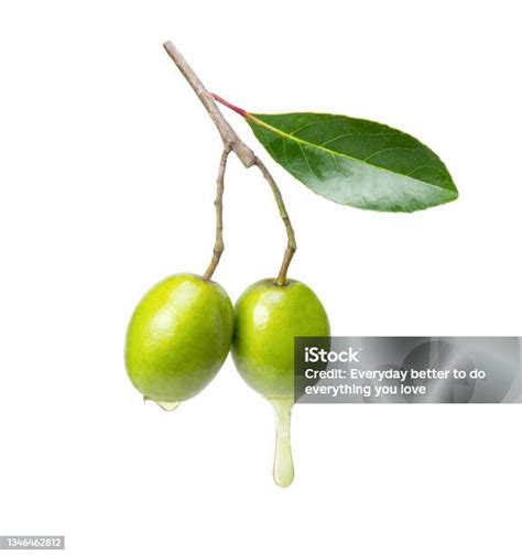 흰색 배경에 고립 된 엑스트라 버진 올리브 오일과 올리브 과일의 가지 0명에 대한 스톡 사진 및 기타 이미지 0명 건강한 식생활 과일 Istock