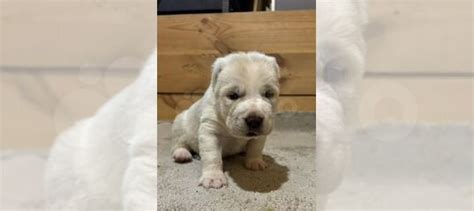 Щенок купить в Тюмени Животные и зоотовары Авито