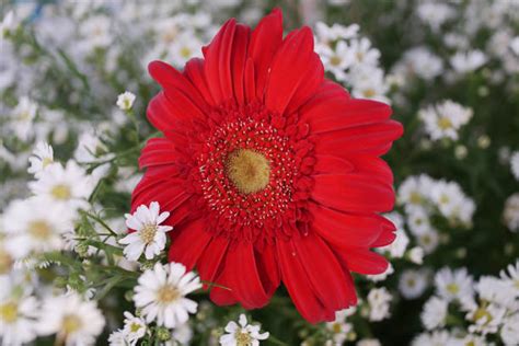 410 Bunga Gerbera Foto Foto Foto Stok Potret And Gambar Bebas Royalti