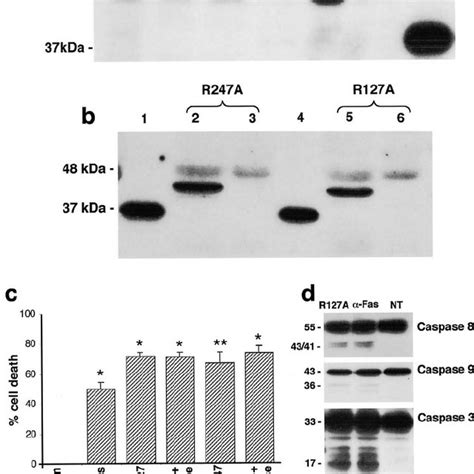 Secreted Fasl Induces Fas Mediated Apoptosis A Jurkat Cells 1 ϫ 10 6 Download Scientific