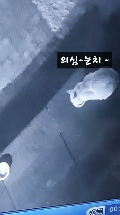 산골길냥이는 욕심 안부리고 제 밥만 먹고 갑니다 Youtube