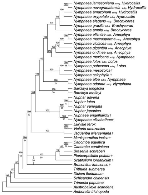 Majority Rule Consensus Of 2141 Trees Based On A Maximum Parsimony
