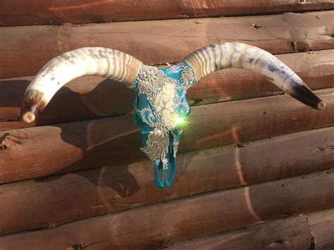 Watusi Cattle Skull