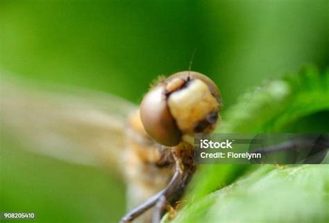 Closeup Capung Muda Duduk Di Daun Direkam Di Film Foto Stok Unduh