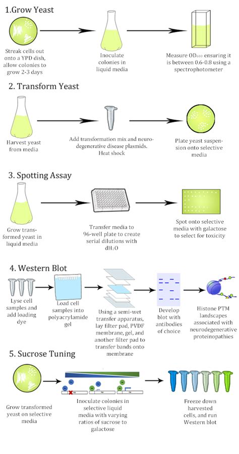 Characterizing Histone Post Translational Modification Alterations In