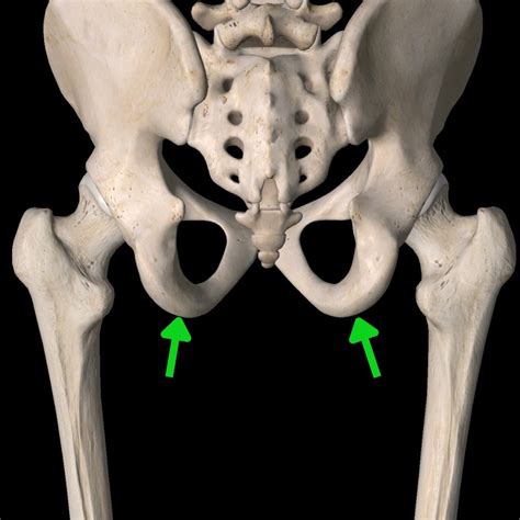 How To Treat Proximal Hamstring Tendinopathy The Game Plan Physical Therapy