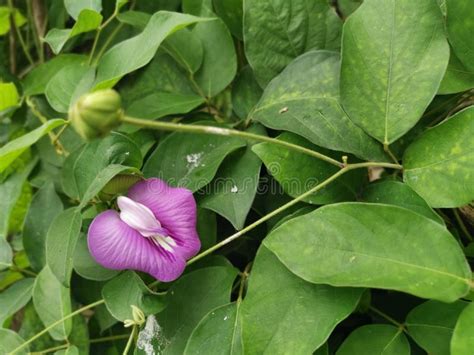 Pink Butterfly Pea Flowers Growing Around The Wild Bushy Meadow Stock Photo Image Of Nature