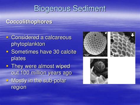 Ppt Sediments And The Sea Floor Powerpoint Presentation Id255889