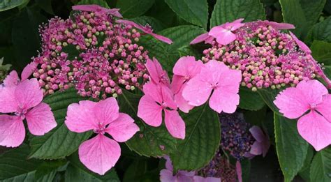 Lacecap Hydrangea Care Hydrangea Guide