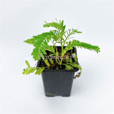 Филлантус (Phyllanthus sp) купить по выгодной цене в интернет-магазине ...