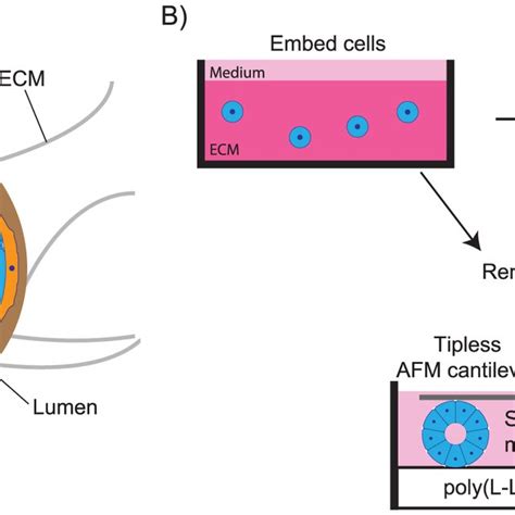 Background And Experimental Design A A Mammary Epithelial Cell Grows Download Scientific