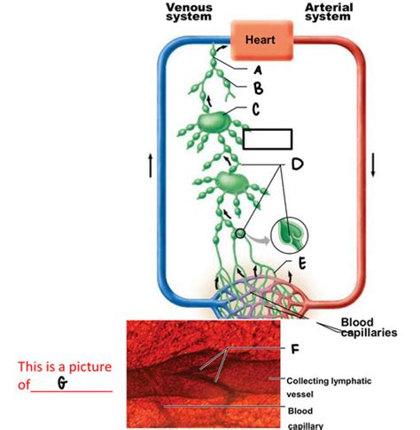 Lab Lymphatic System Flashcards Quizlet