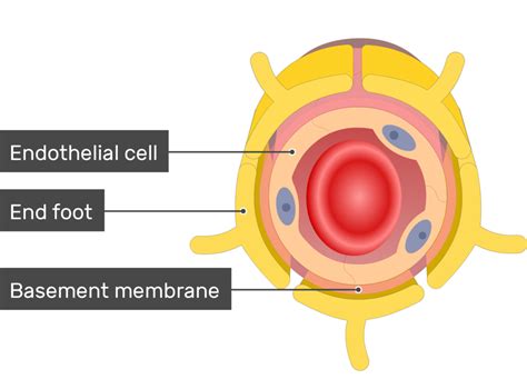 Astrocyte Cell Diagram