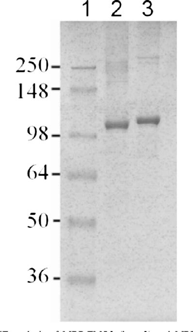 Figure 1 From Characterization Of Human Flavin Containing Monooxygenase Fmo 3 And Fmo5