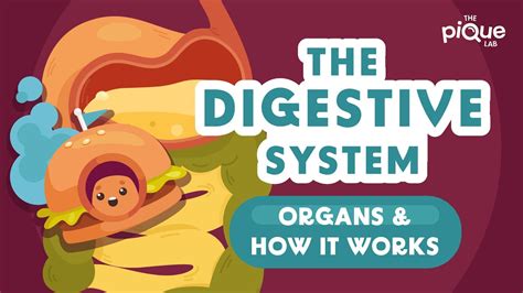 The Digestive System Organs And How It Works Primary School Science