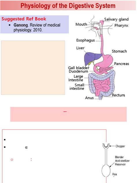 Git Moi Nrs Dns 2024 Pdf Stomach Human Digestive System