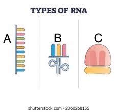 Molecular Genetics Flashcards Quizlet