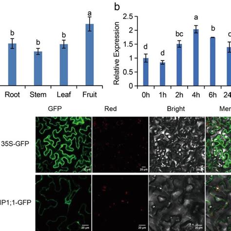 The Expression Pattern Of Eupip11 And The Subcellular Localization Of