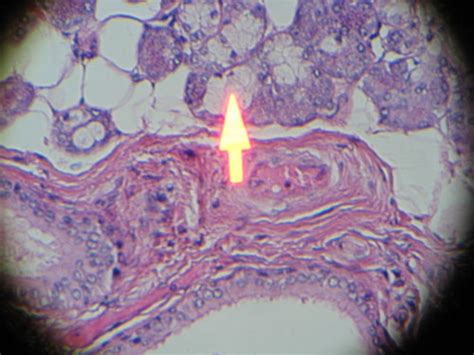 Lab Exam 3 Histology Flashcards Quizlet