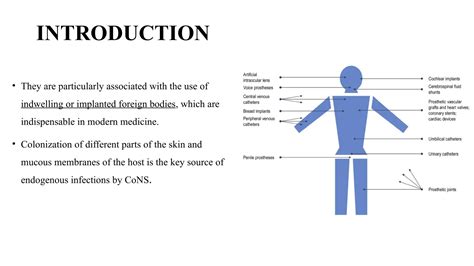 Coagulase Negative Staphylococci Cons Taxonomy Pathogenesis