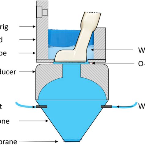 Transducer Brain At Tia Thomas Blog