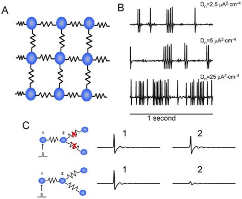 Characteristics Of Gap Junction Coupled Neuronal Network Download