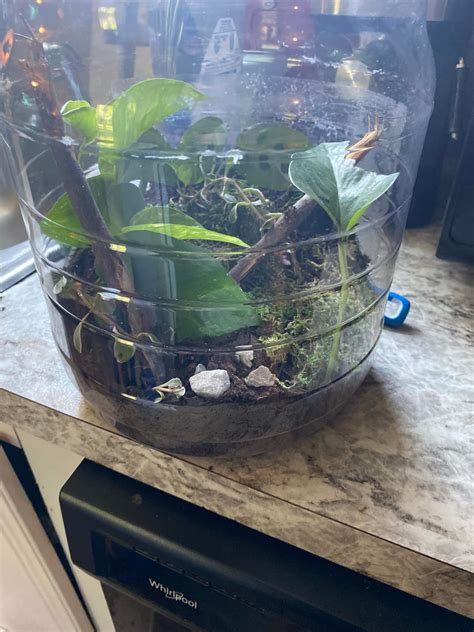 Bobby The Spider R Spiders