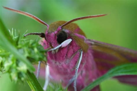 Reasons The Elephant Hawk Moth Is Britains Most Beautiful Insect The
