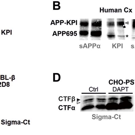 Ctfα And Ctfβ Remain Unaltered In The Ad Frontal Cortex A