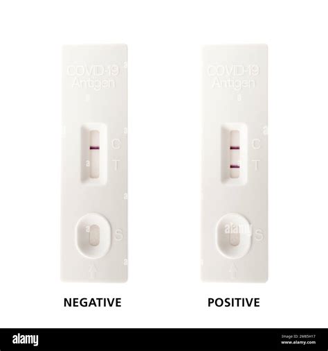 Antigen Binding Cassette At Sabrina Swensen Blog