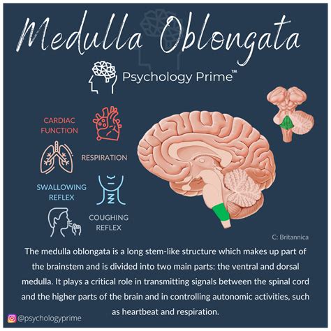 Medulla Function