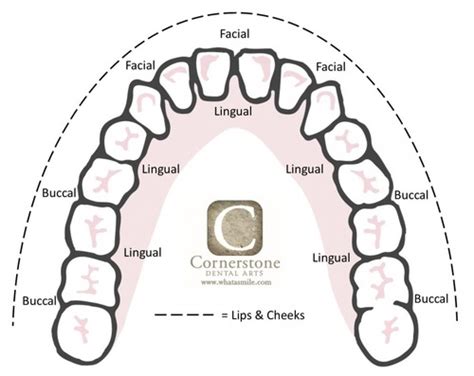 Buccal Tooth Surface