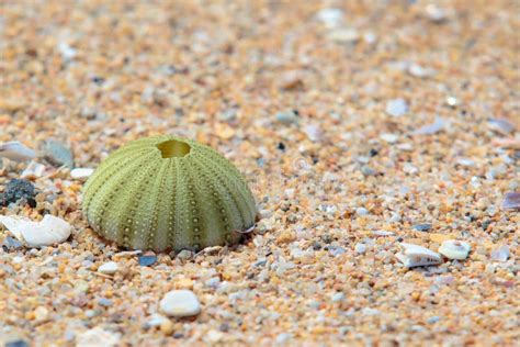 Smooth Conch Seashell Stock Image Image Of Travel Beach 13630953