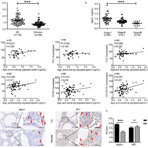 Apelin Levels Decrease Dramatically And Positively Correlate With