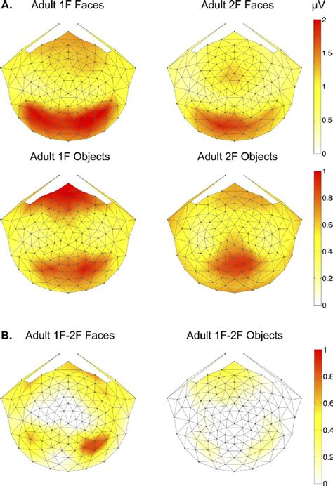 2D Scalp Topographic Maps Of Adult A 1F And 2F Responses To Faces And Download Scientific