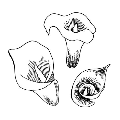 Premium Vector Set Of Beautiful Calla Lilly For Wedding Invitation