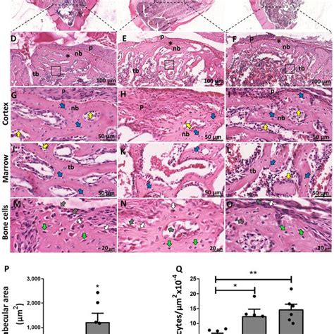 Representative Hande Images Showing The Defect Region In The Rat Tibia Download Scientific